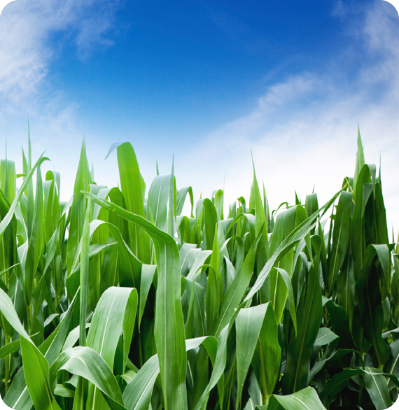 Natural Resources | Louisiana Economic Development